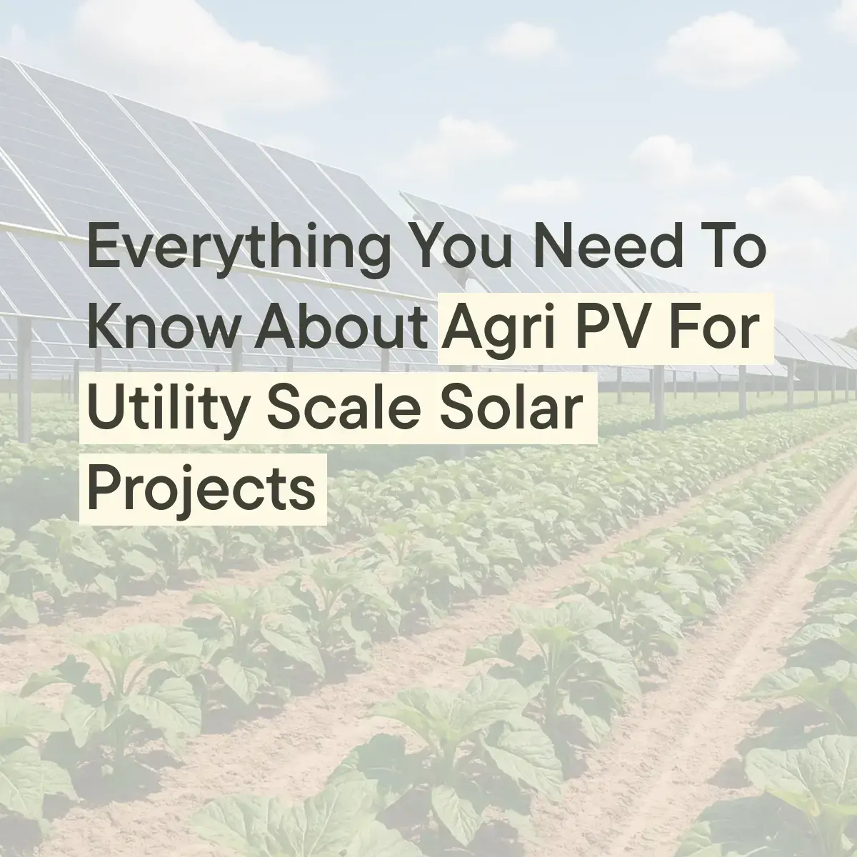 Everything You Need To Know About Agrivoltaics For Utility Scale Solar ...